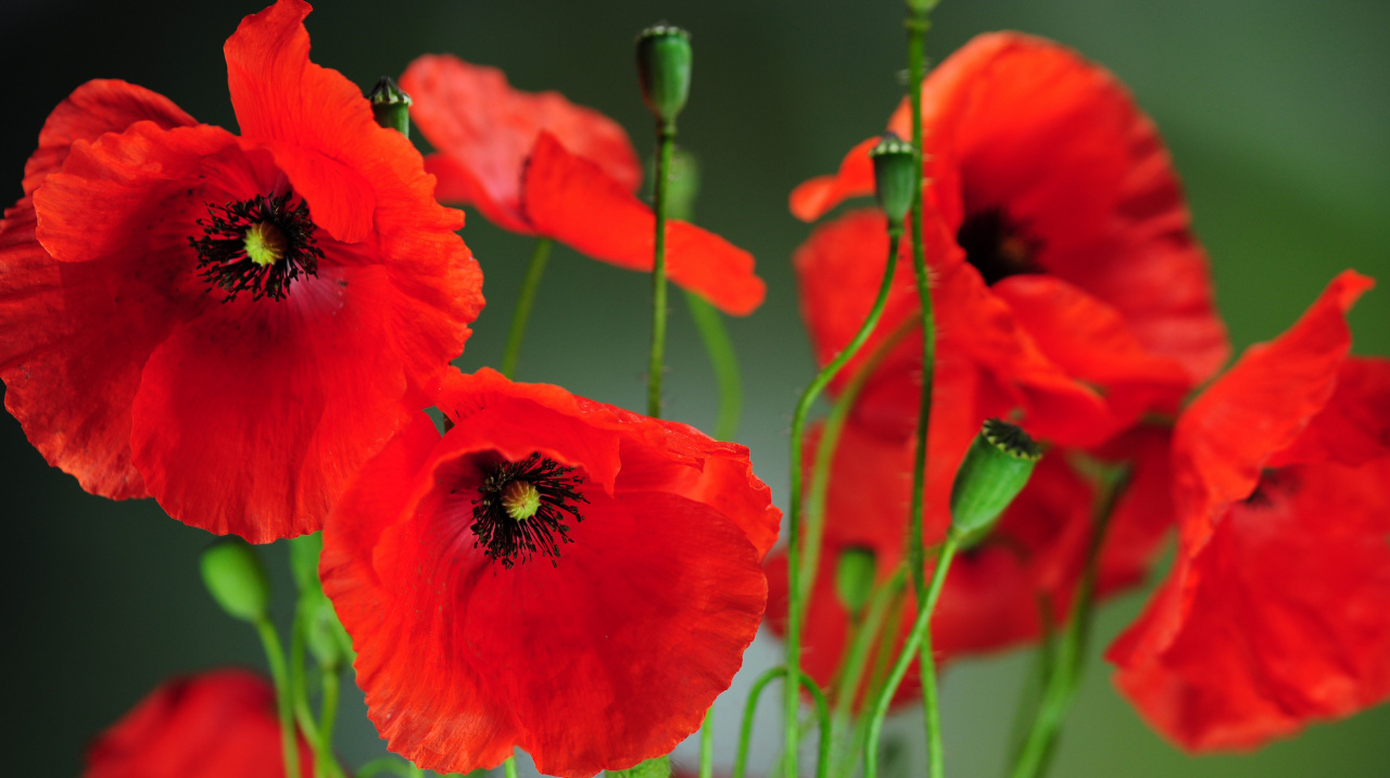 Maki - Mój Piękny Ogród