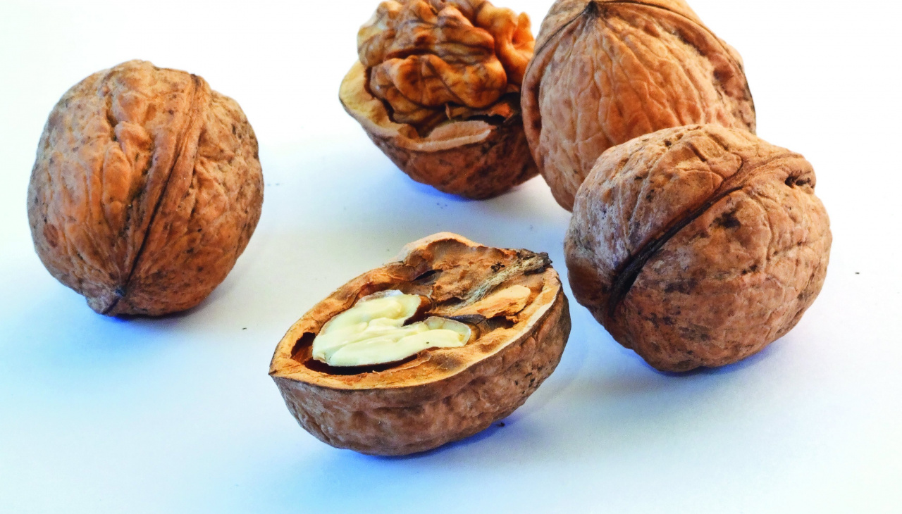 Orzech włoski - Mój Piękny Ogród