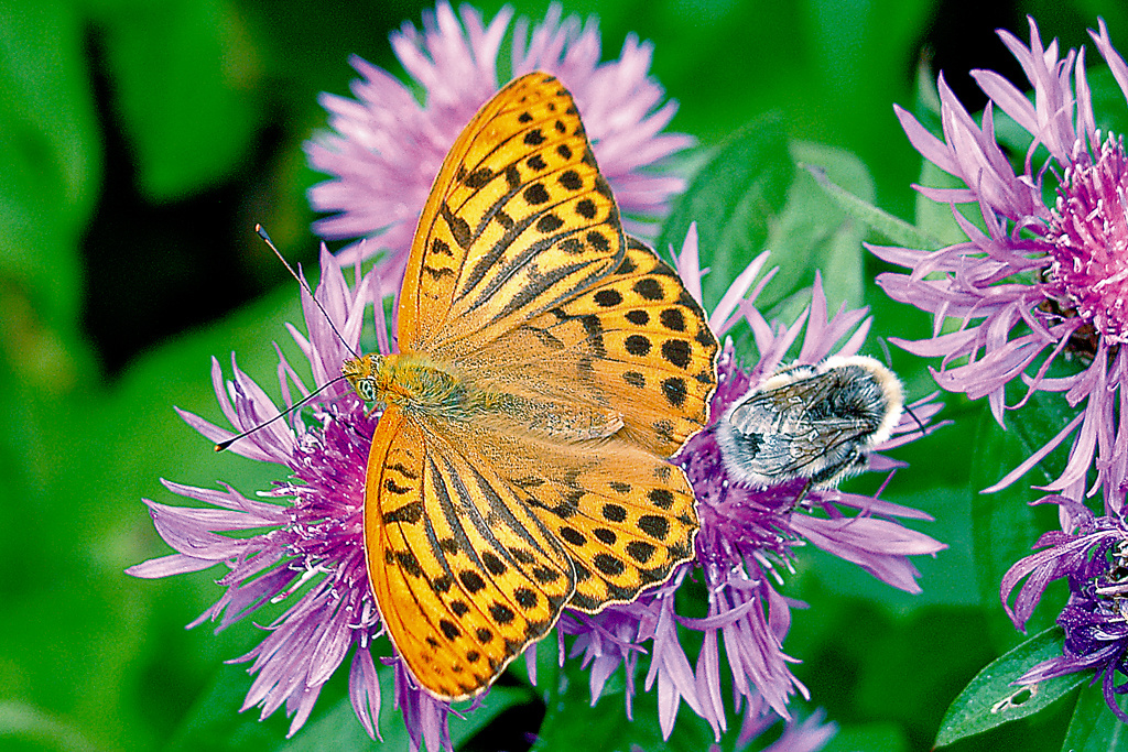 Symbioza doskonała - Mój Piękny Ogród