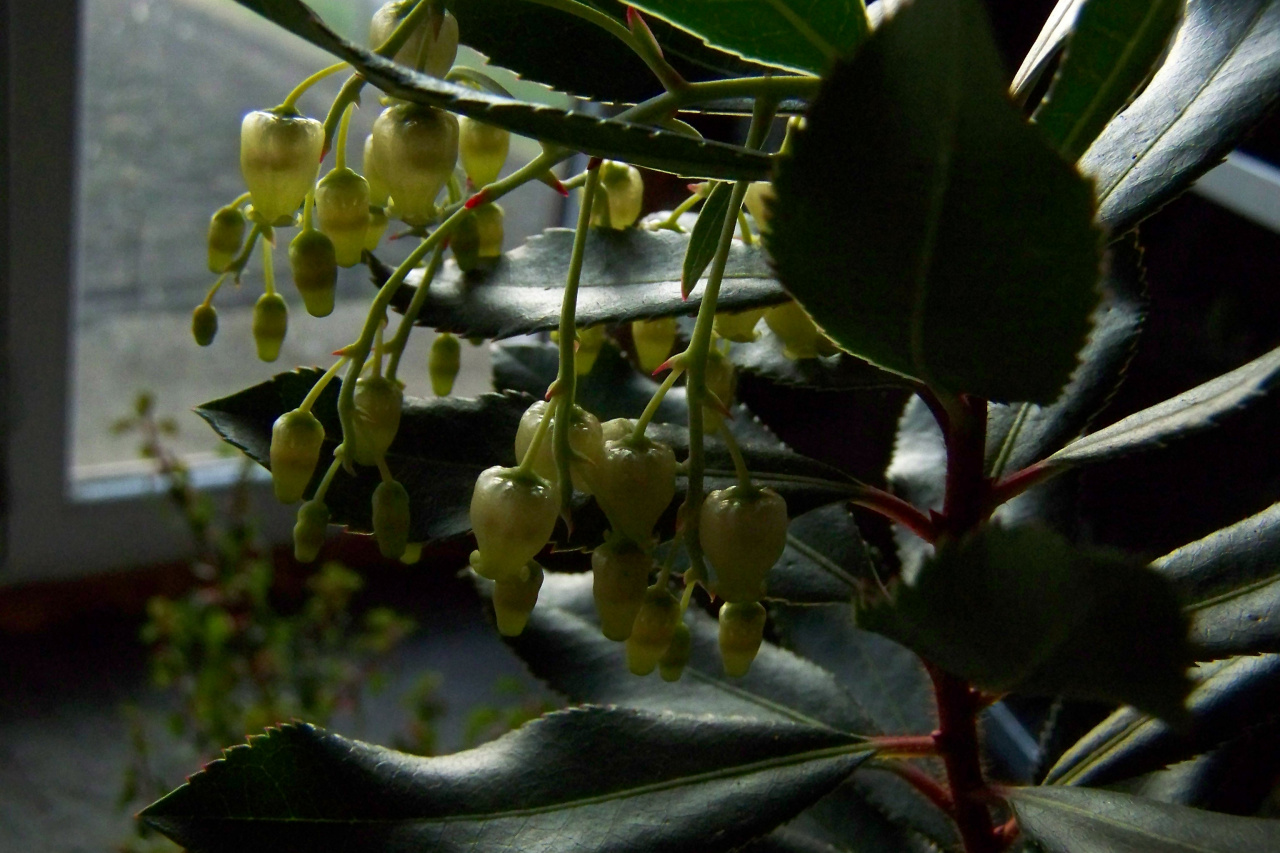 Drzewko truskawkowe - Mój Piękny Ogród