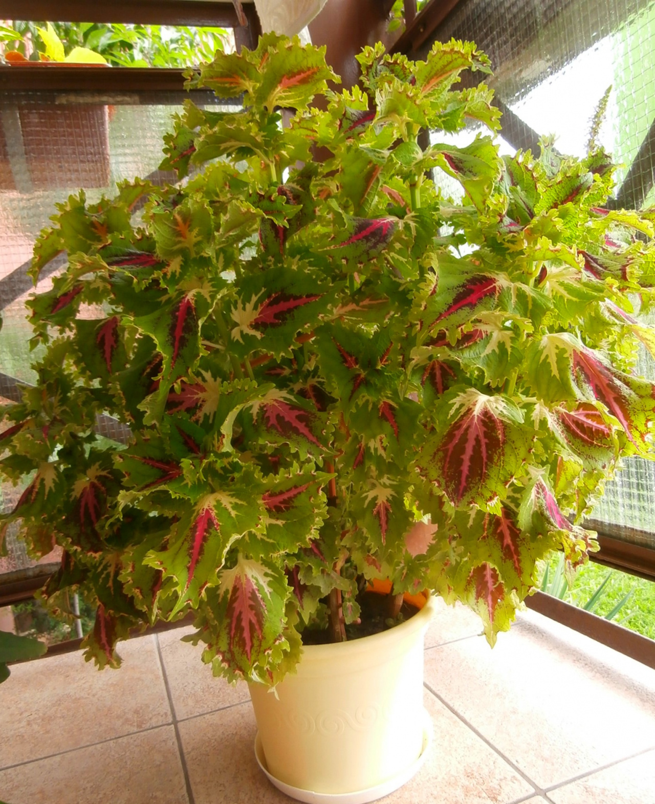 Koleus Blumego, czyli pokrzywka brazylijska- ulubiona roślina ozdobna z ...