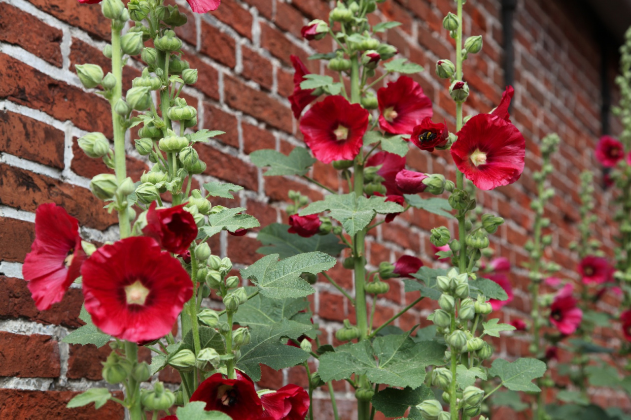 Malwy na zdrowie - Mój Piękny Ogród