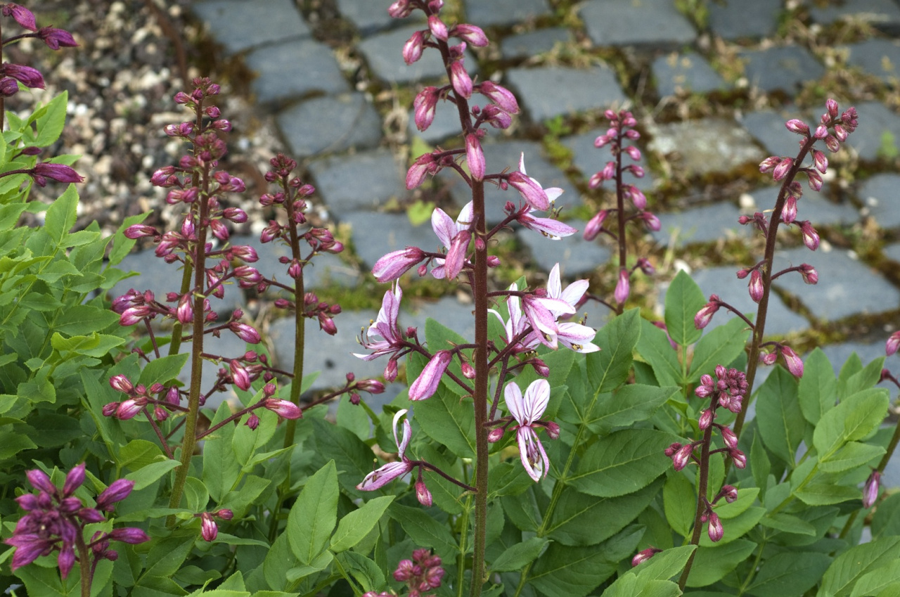 PiO: siew dyptamu jesionolistnego - Mój Piękny Ogród