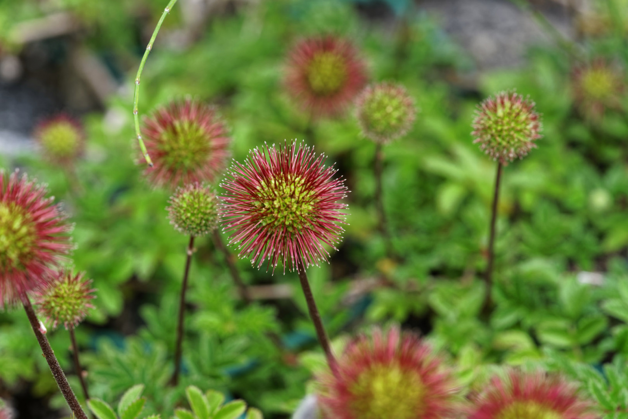Acena Acaena - sadzenie, stanowisko, uprawa, pielęgnacja - Mój Piękny Ogród
