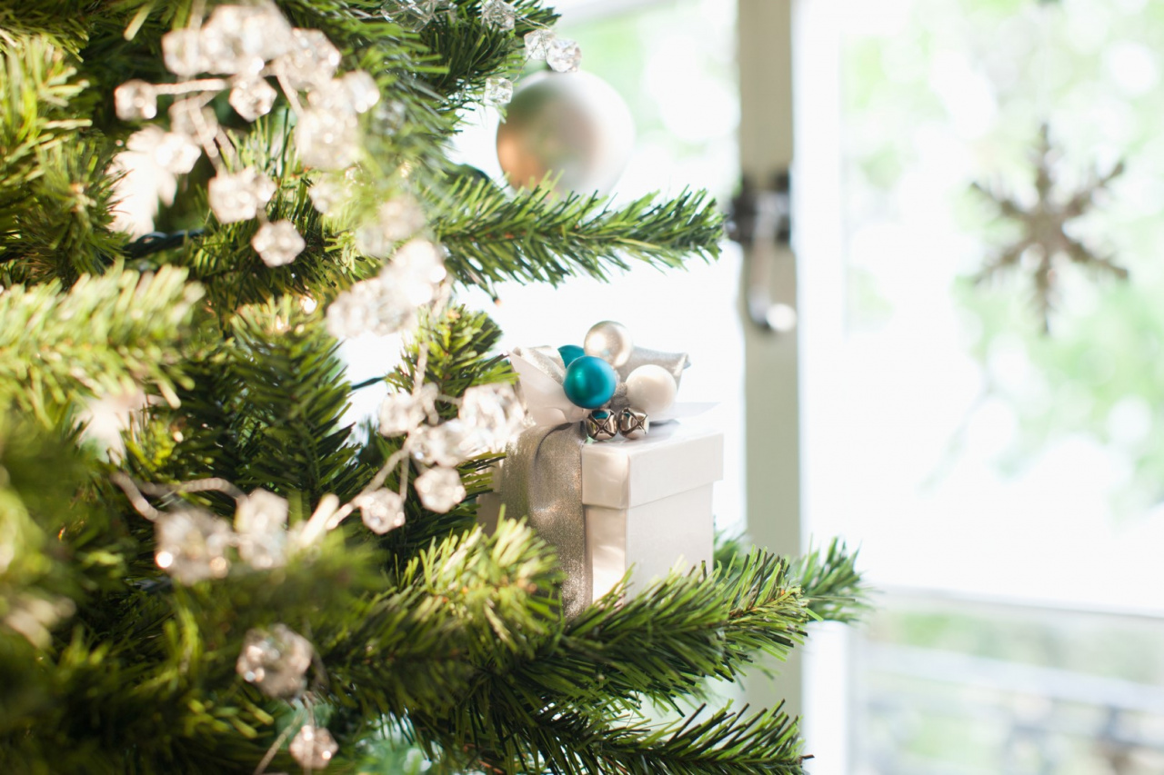 Pielęgnacja choinki w domu (Porada) - Mój Piękny Ogród