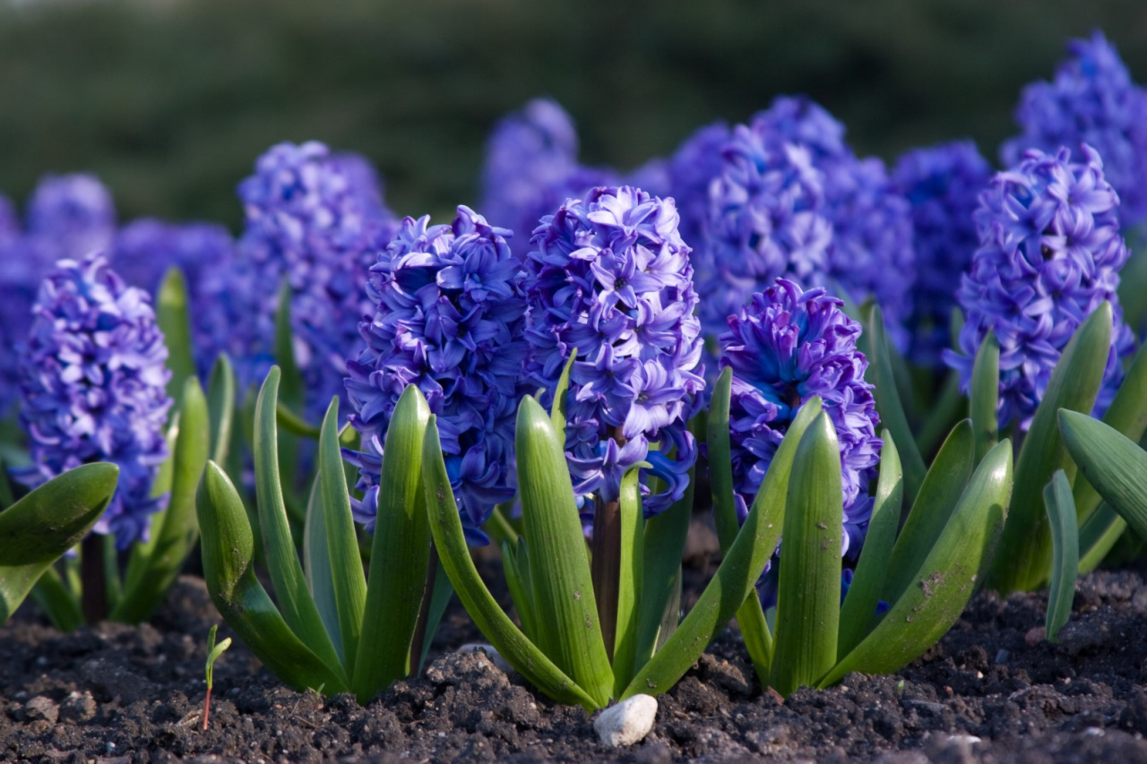 Hiacynt wschodni Hyacinthus orientalis - pielęgnacja - Mój Piękny Ogród