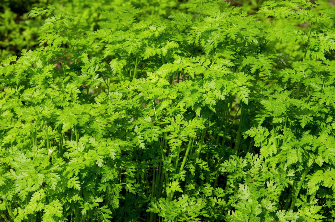 Trybula ogrodowa Anthriscus cerefolium - sylwetka, uprawa - Mój Piękny ...