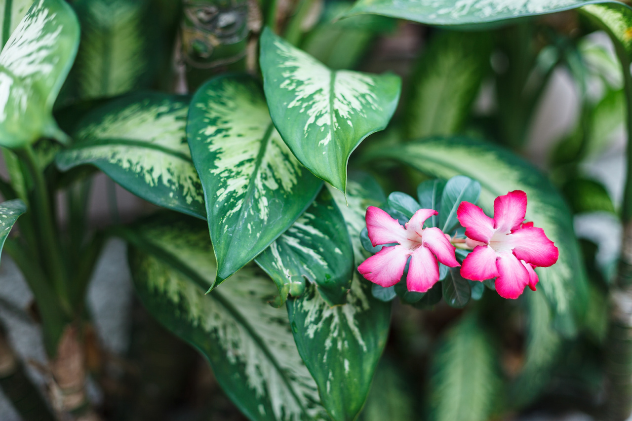 Difenbachia Dieffenbachia - sylwetka, pielęgnacja, ochrona - Mój Piękny ...