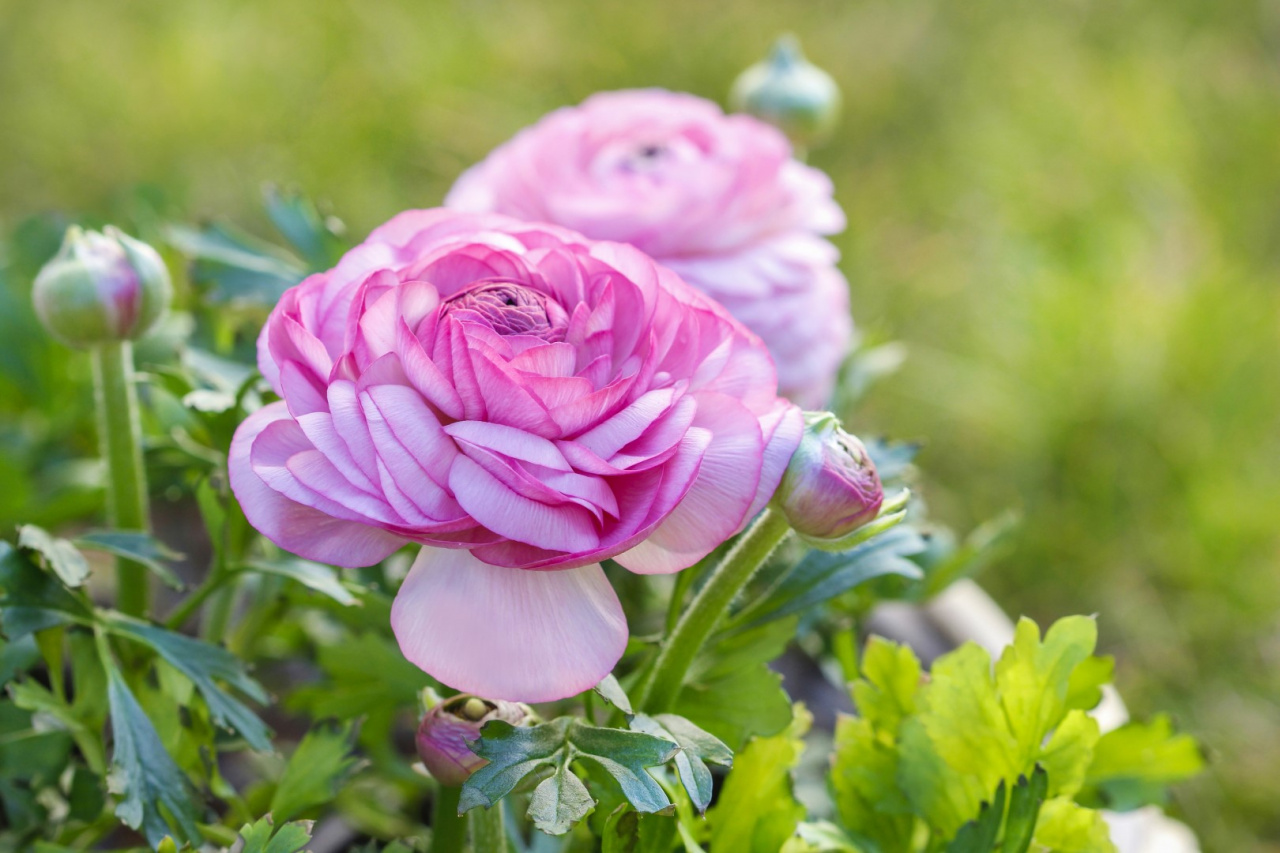 Jaskier azjatycki (Sylwetka) - Mój Piękny Ogród