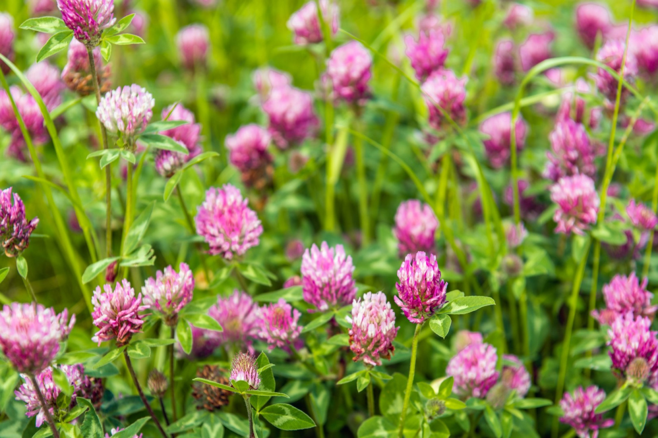 Koniczynka - roślina na szczęście - Mój Piękny Ogród