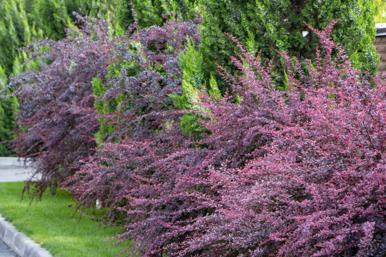 Berberys - krzew z cierniami - Mój Piękny Ogród