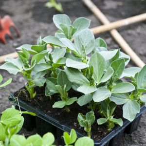 Jak uprawiać bób? - Mój Piękny Ogród