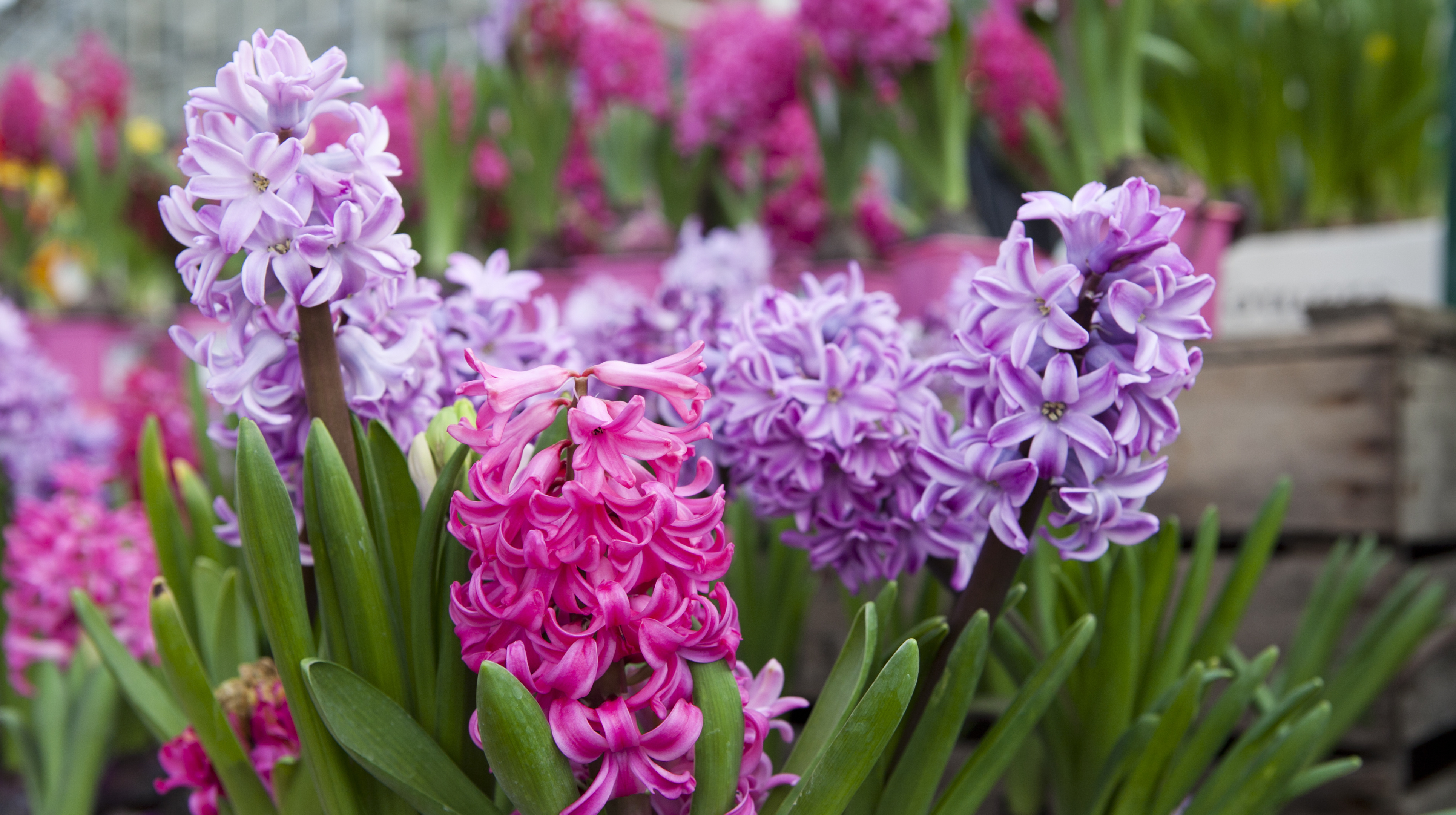 Barwne hiacynty - Mój Piękny Ogród - Ogrody ozdobne, Rośliny, Kwiaty