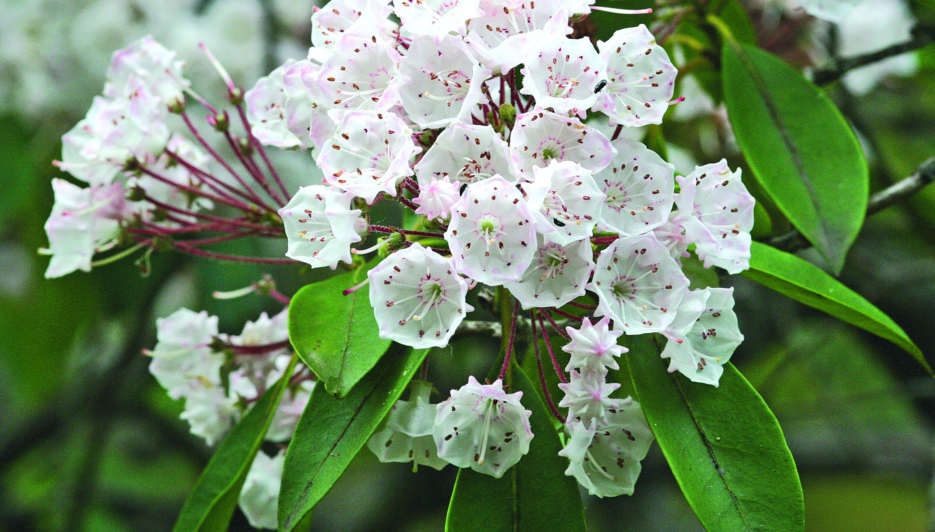 Kalmia - Mój Piękny Ogród - Ogrody ozdobne, Rośliny, Kwiaty