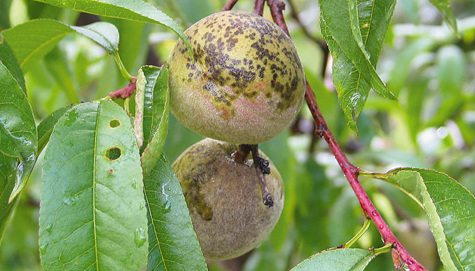 Parch na brzoskwini - Mój Piękny Ogród - Ogrody ozdobne, Rośliny, Kwiaty