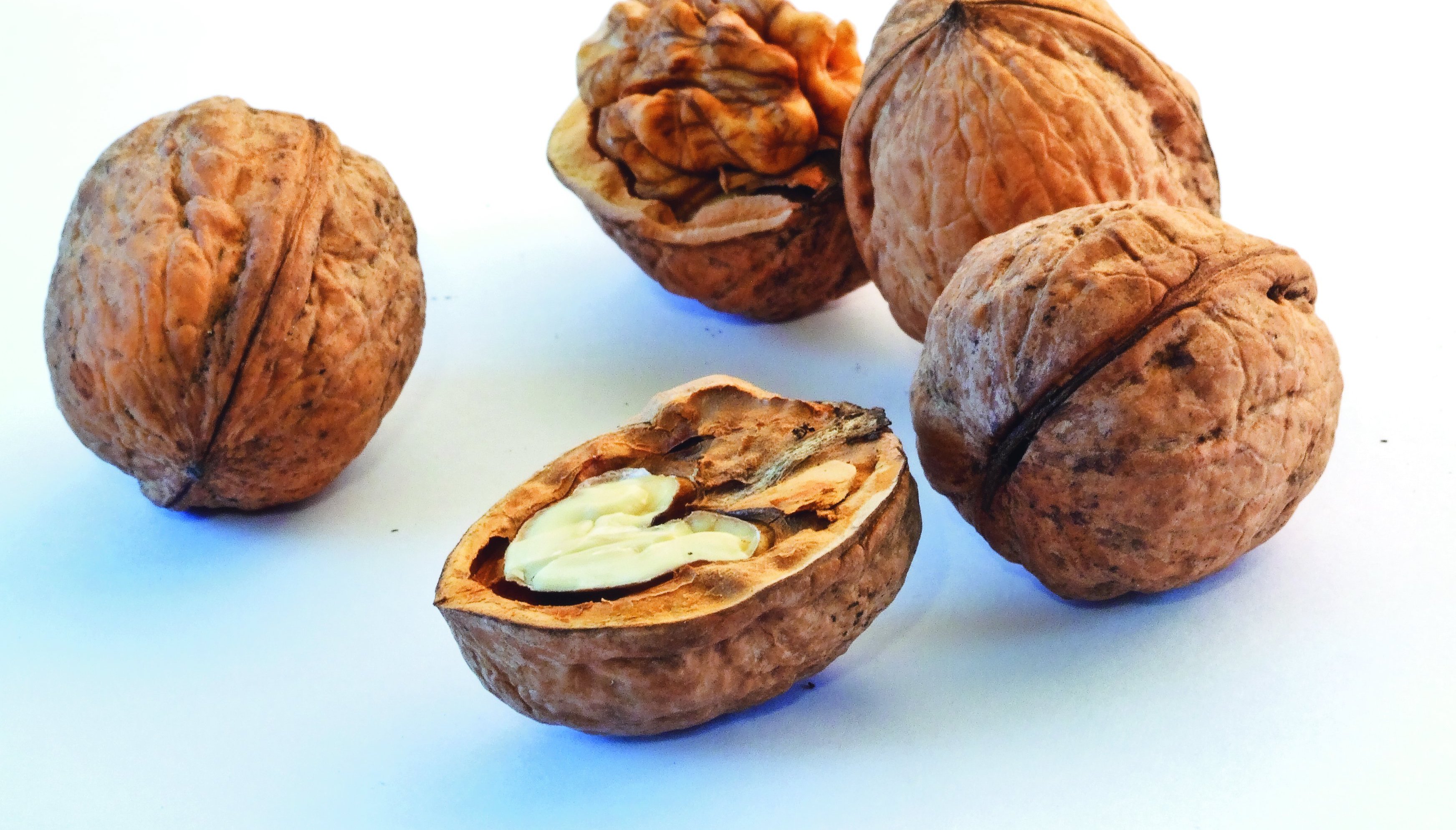 Orzech włoski - Mój Piękny Ogród - Ogrody ozdobne, Rośliny, Kwiaty