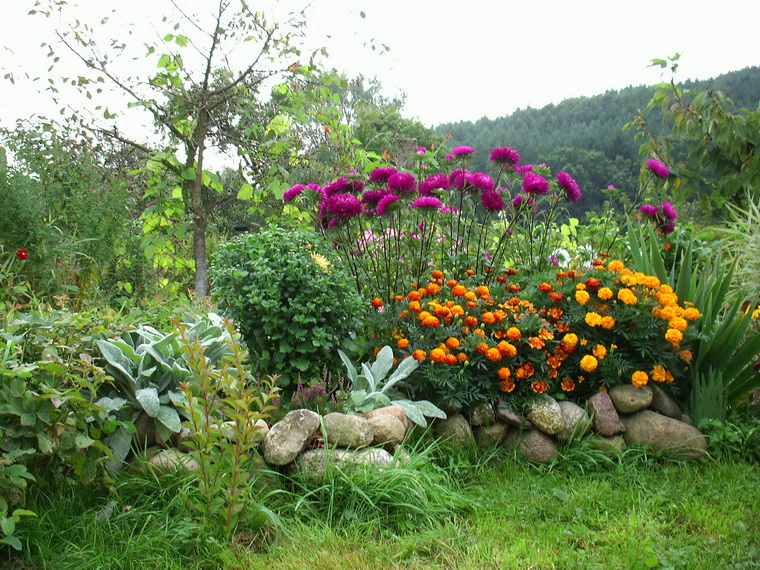 Kamienna rabata - Mój Piękny Ogród - Ogrody ozdobne, Rośliny, Kwiaty
