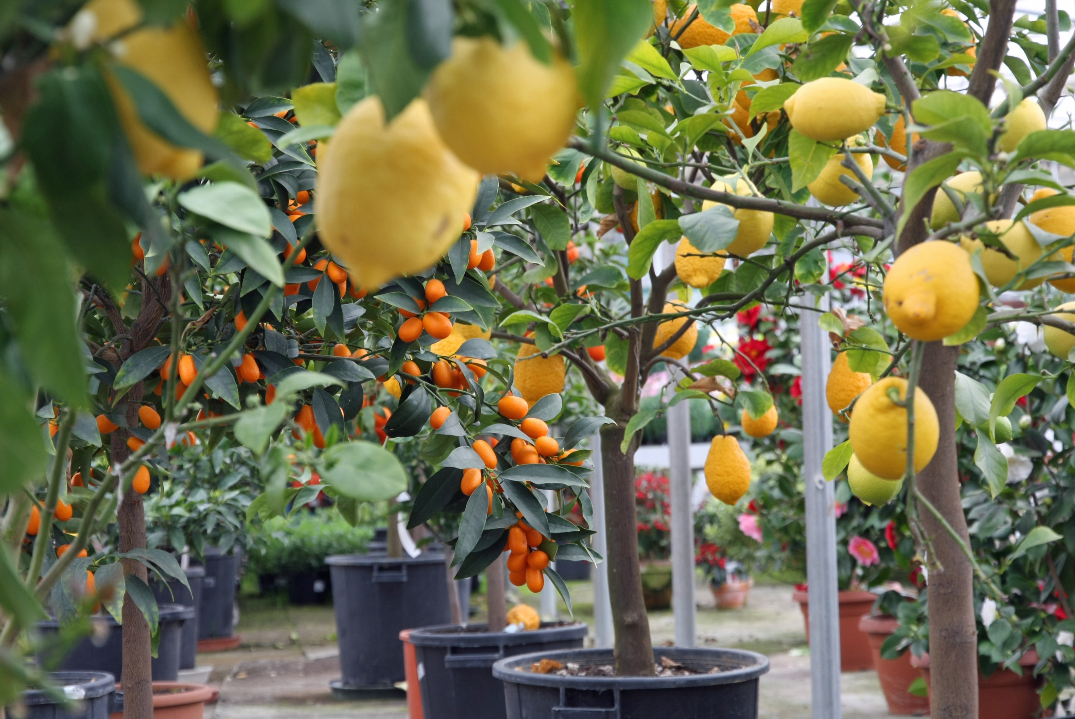 Cytrusy w doniczkach - Mój Piękny Ogród - Ogrody ozdobne, Rośliny, Kwiaty