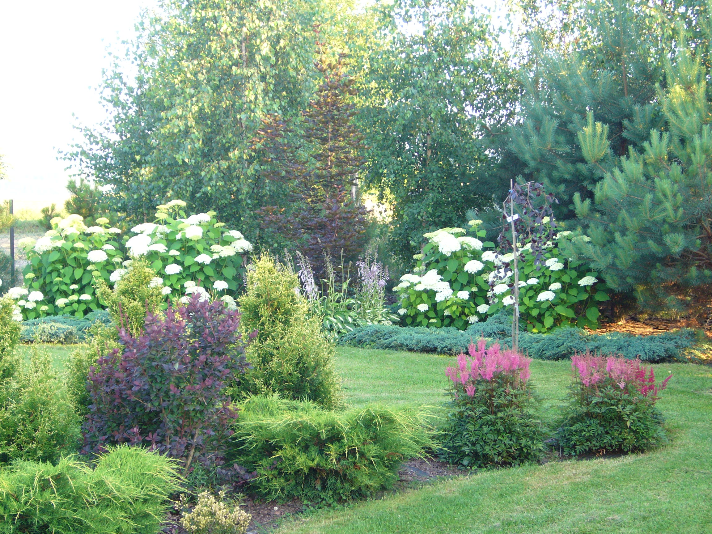 Z HORTENSJAMI - Mój Piękny Ogród - Ogrody ozdobne, Rośliny, Kwiaty