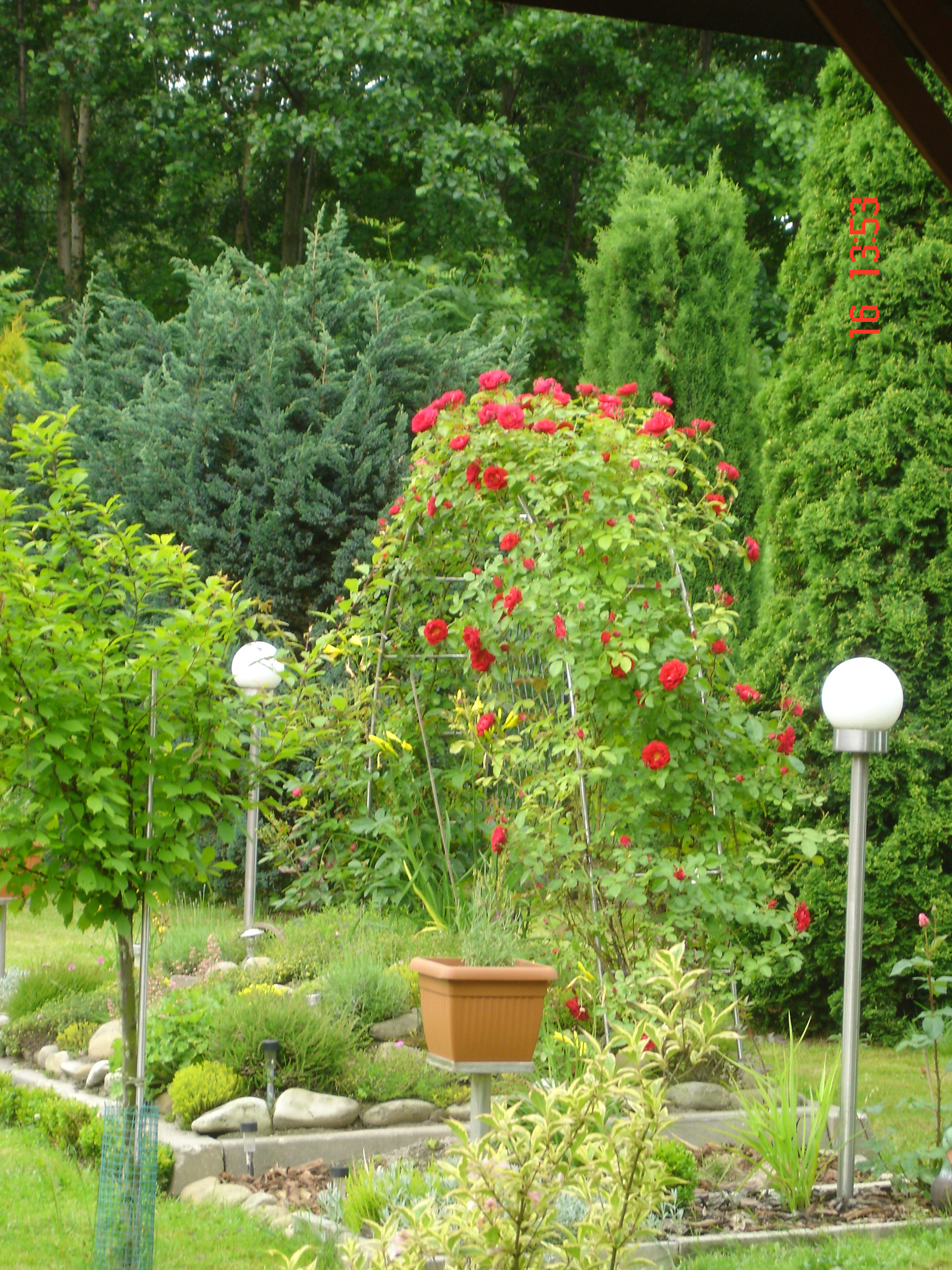 Moje krzewy i drzewka w ogrodzie - Mój Piękny Ogród - Ogrody ozdobne ...