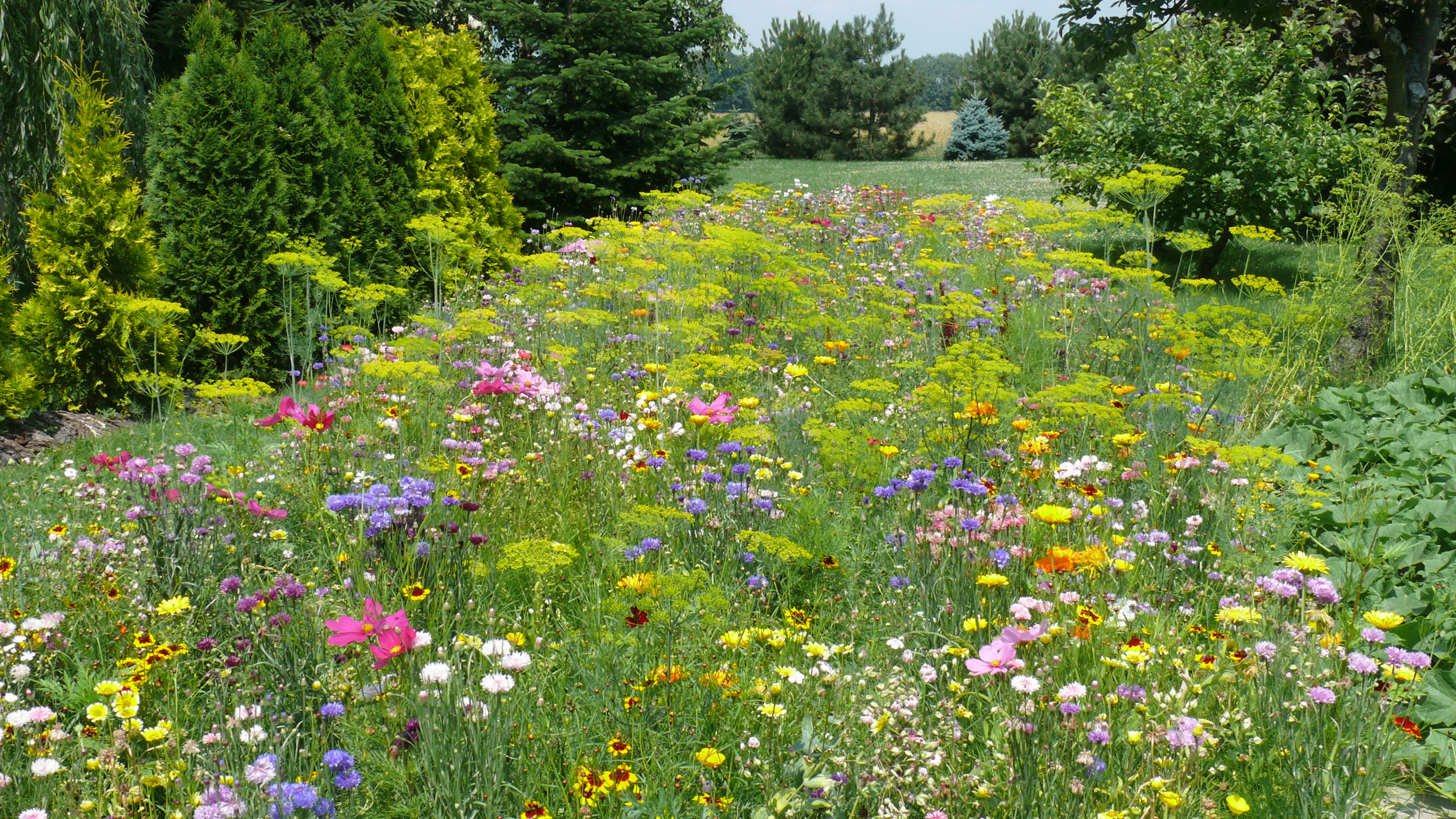 Wiejski ogród przydomowy. - Mój Piękny Ogród - Ogrody ozdobne, Rośliny ...