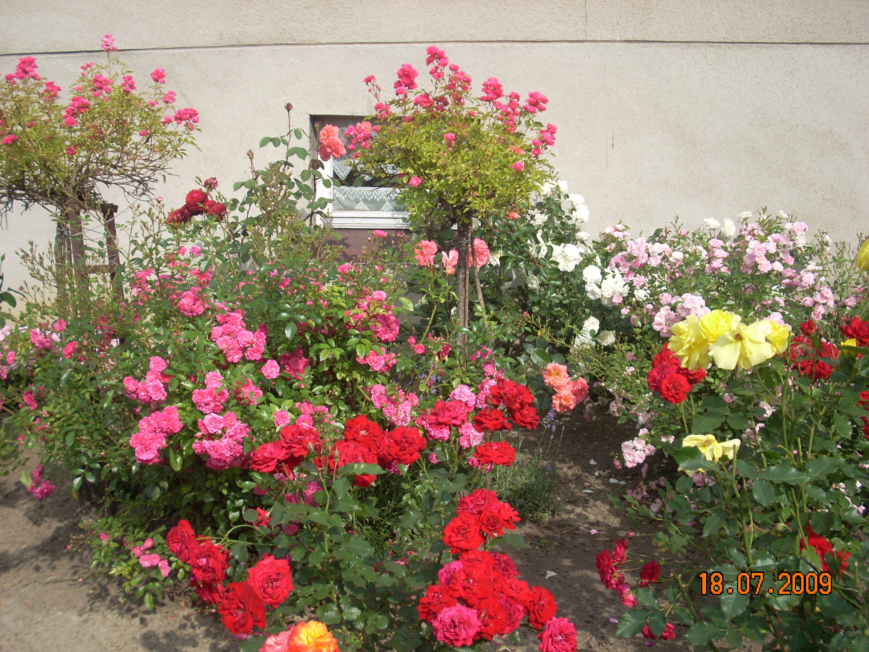 Piękny ogródek na wsi - Mój Piękny Ogród - Ogrody ozdobne, Rośliny, Kwiaty