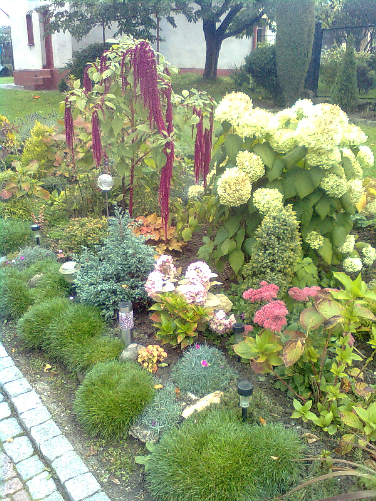 Mój jesienny ogród - Mój Piękny Ogród - Ogrody ozdobne, Rośliny, Kwiaty