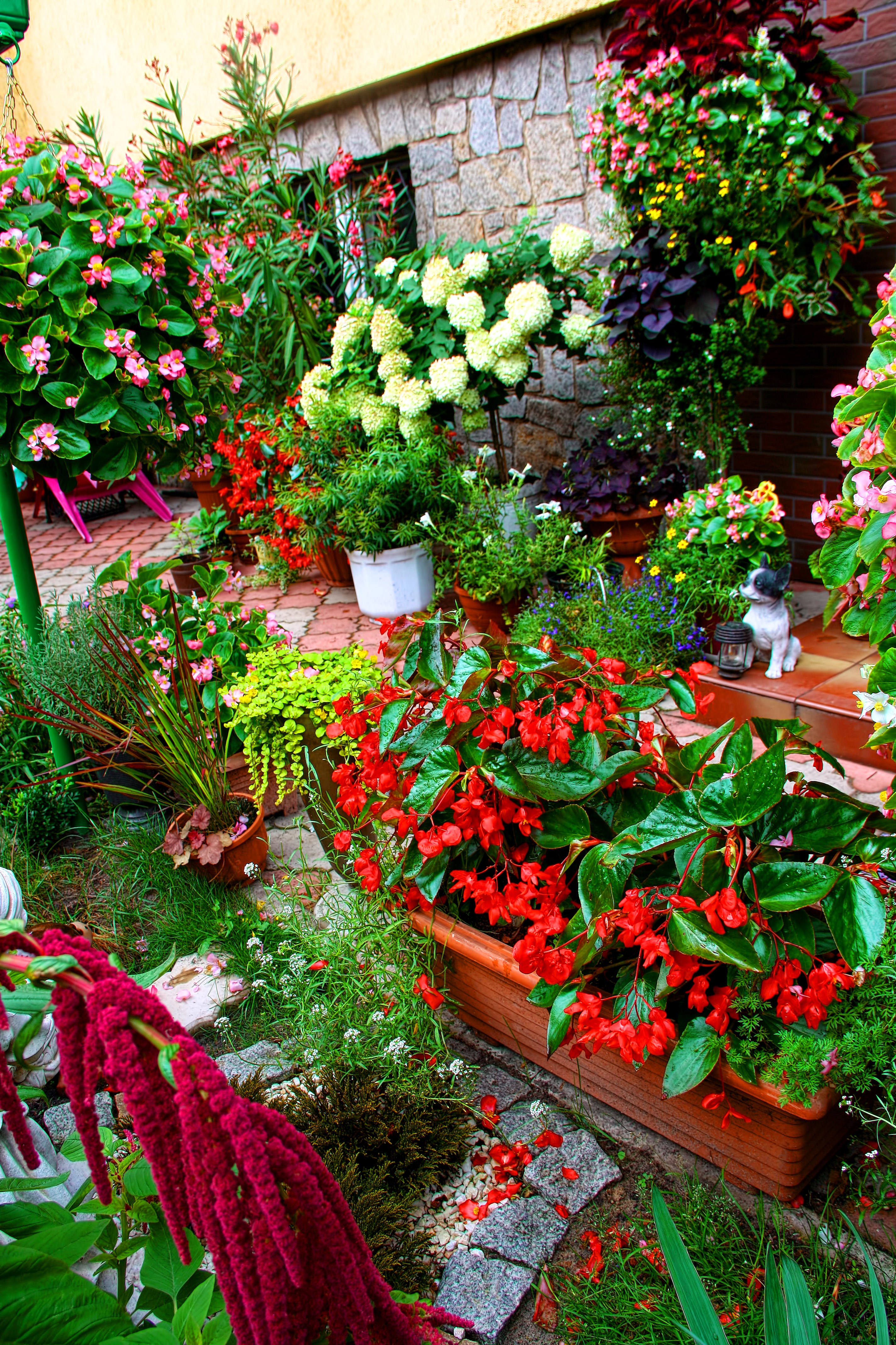 Rajski ogródek Irenki - Mój Piękny Ogród - Ogrody ozdobne, Rośliny, Kwiaty