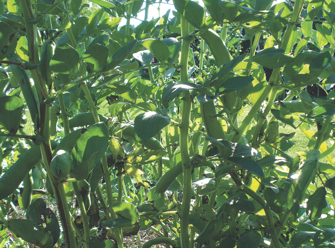 Bób – uprawa i plonowanie - Mój Piękny Ogród - Ogrody ozdobne, Rośliny ...