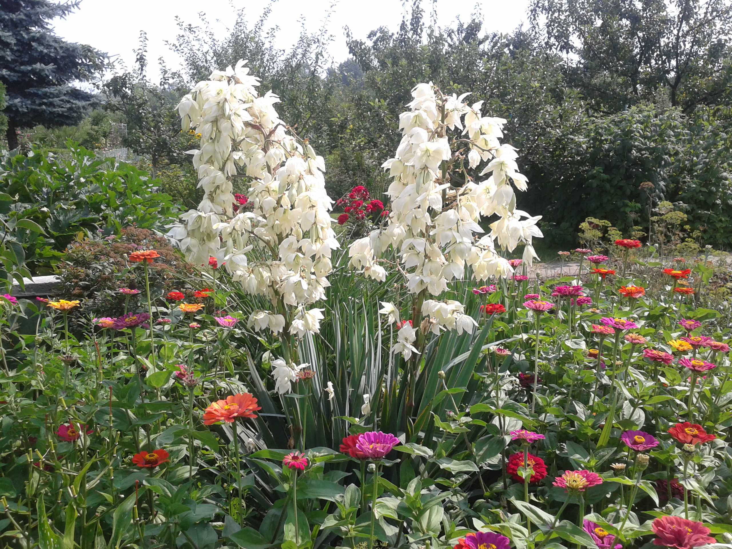 KWIATY NA OGRÓDKACH DZIAŁKOWYCH - Mój Piękny Ogród - Ogrody ozdobne ...