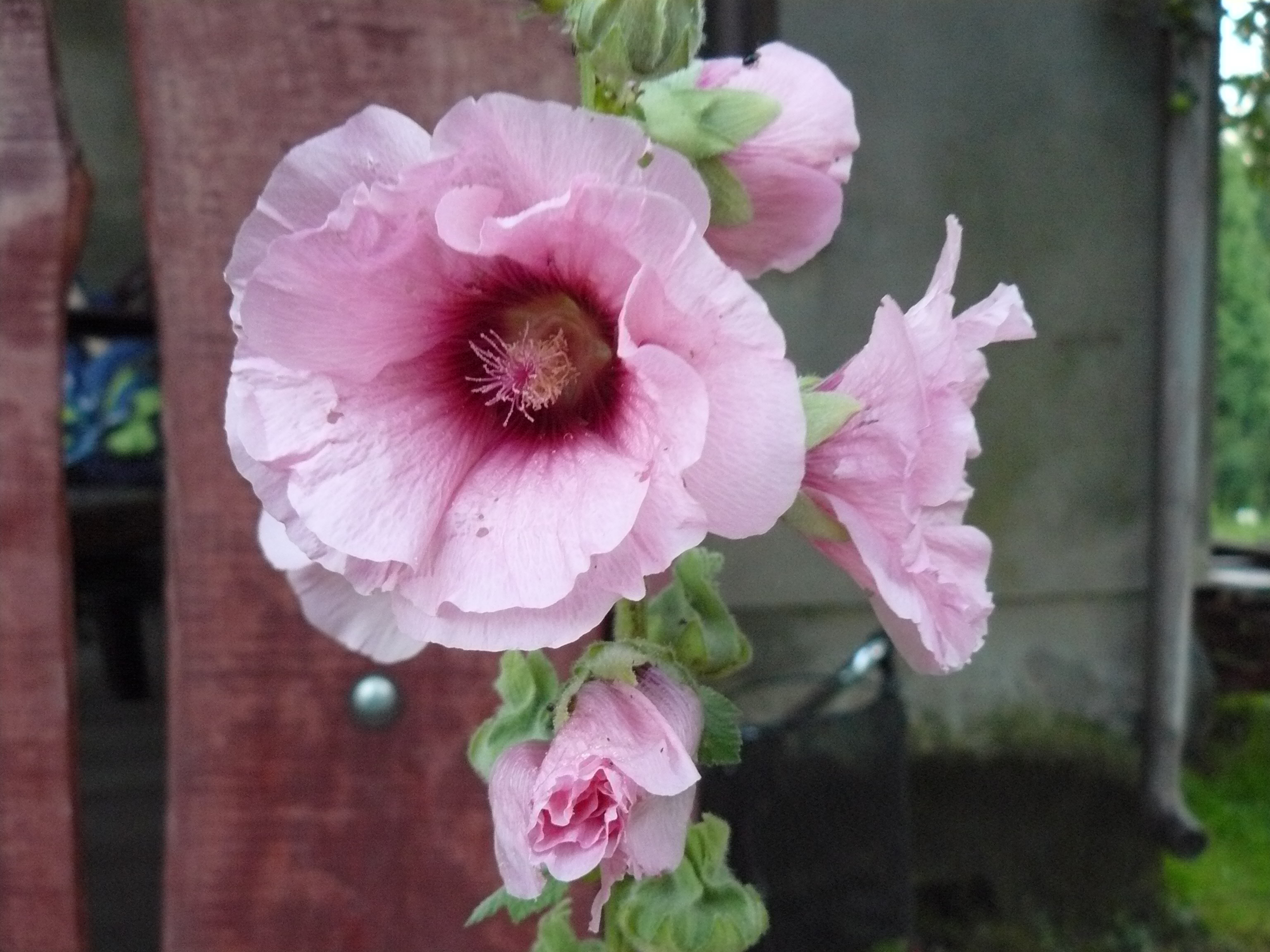 malwy - Mój Piękny Ogród - Ogrody ozdobne, Rośliny, Kwiaty