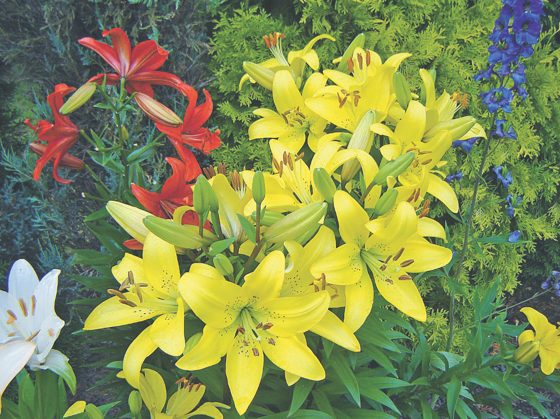 Sposoby na zdrowe lilie – uprawa i ochrona lilii - Mój Piękny Ogród ...