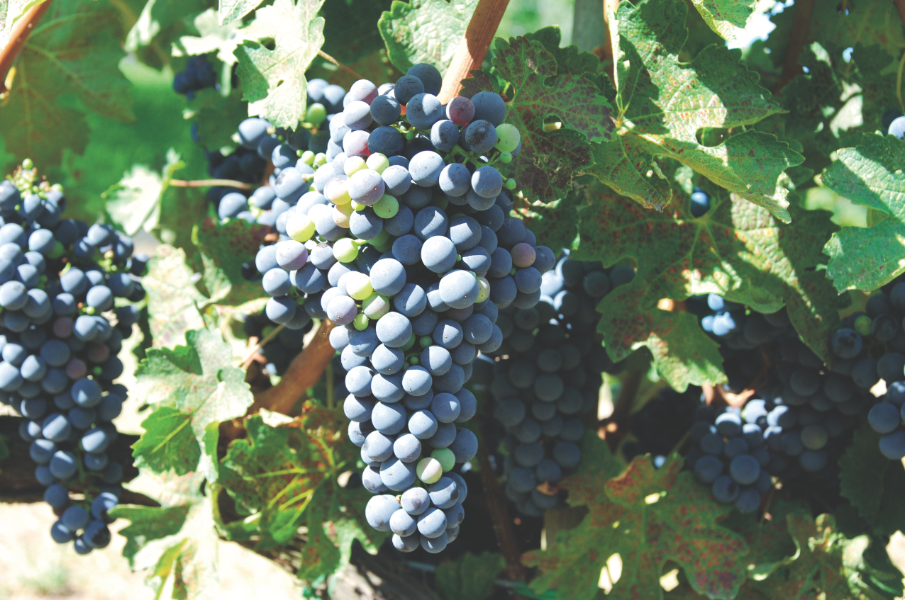 Uprawa winorośli - zakładamy winnicę - Mój Piękny Ogród - Ogrody ...