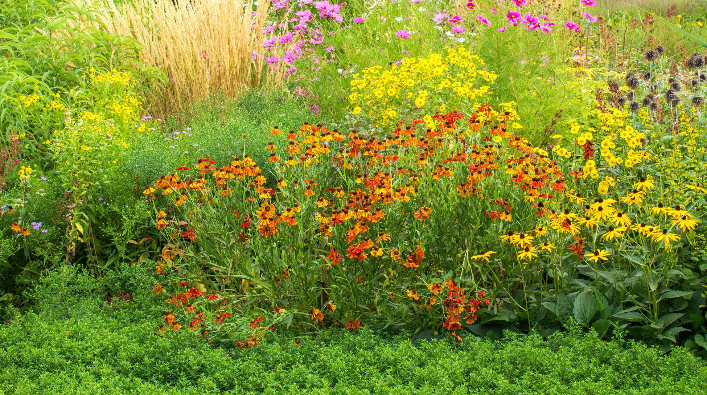 Ogród w wiejskim stylu - Mój Piękny Ogród - Ogrody ozdobne, Rośliny, Kwiaty