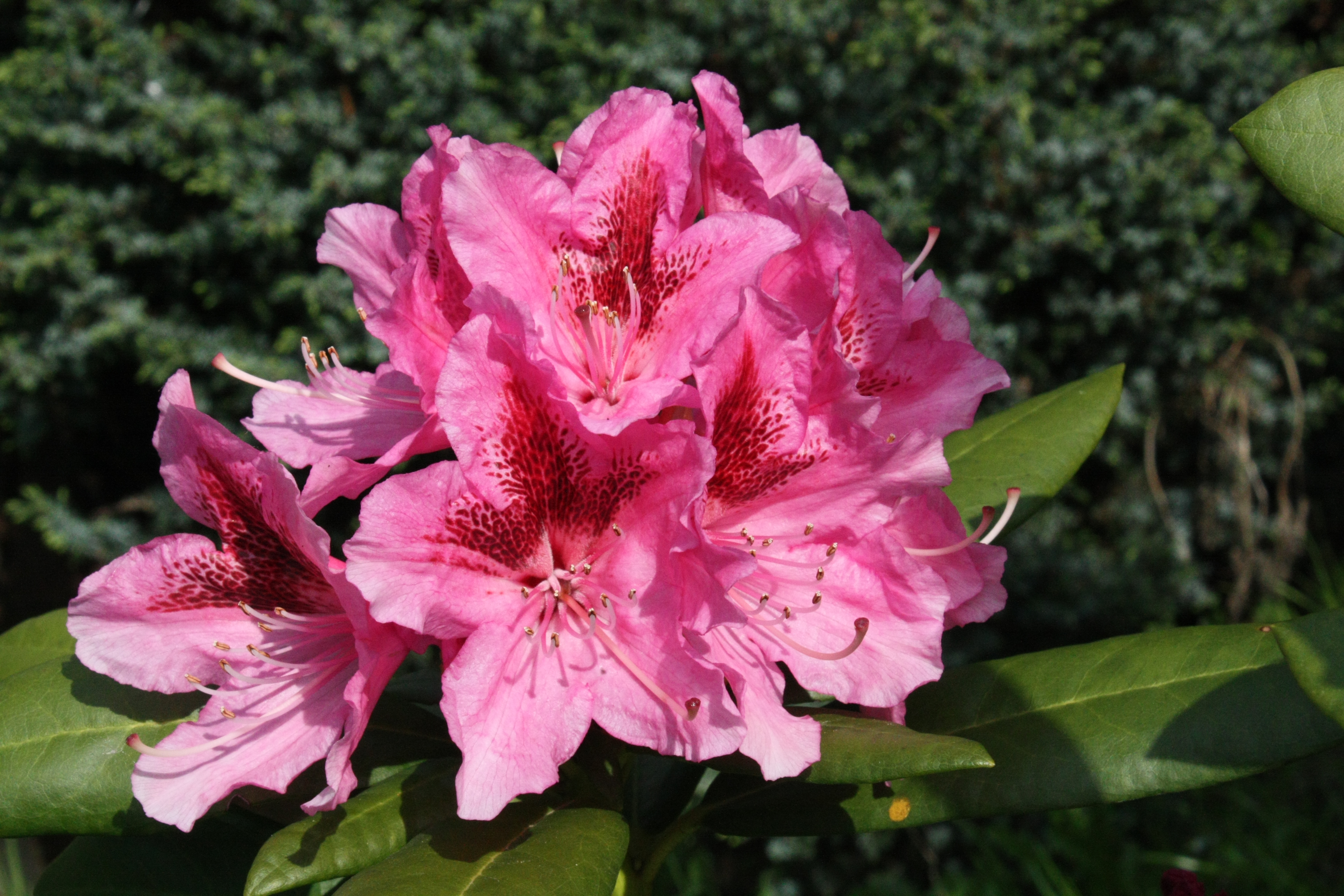 Rododendrony i wiele innych - Mój Piękny Ogród - Ogrody ozdobne ...