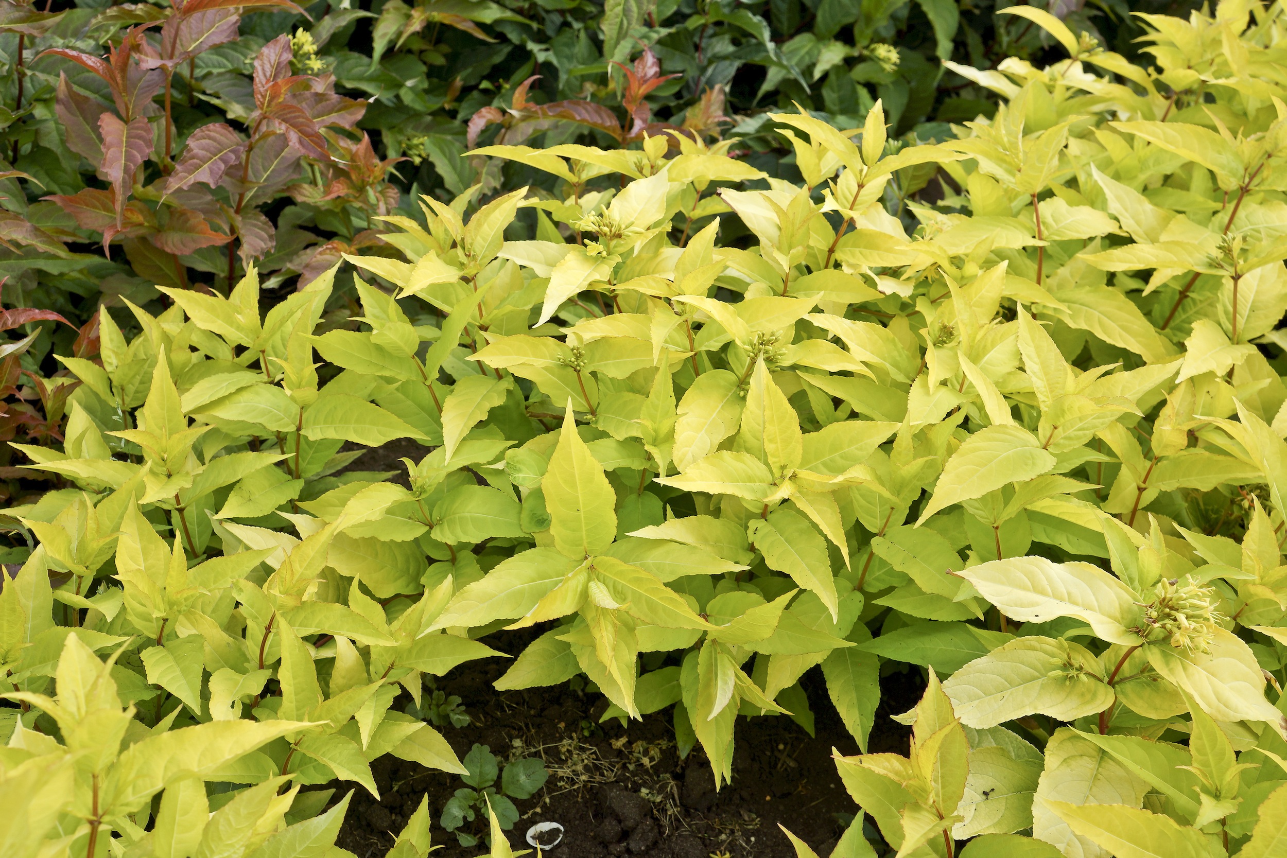 Zadrzewnia nadbrzeżna Diervilla rivularis HONEYBEE ‘Diwibru01’ PBR ...