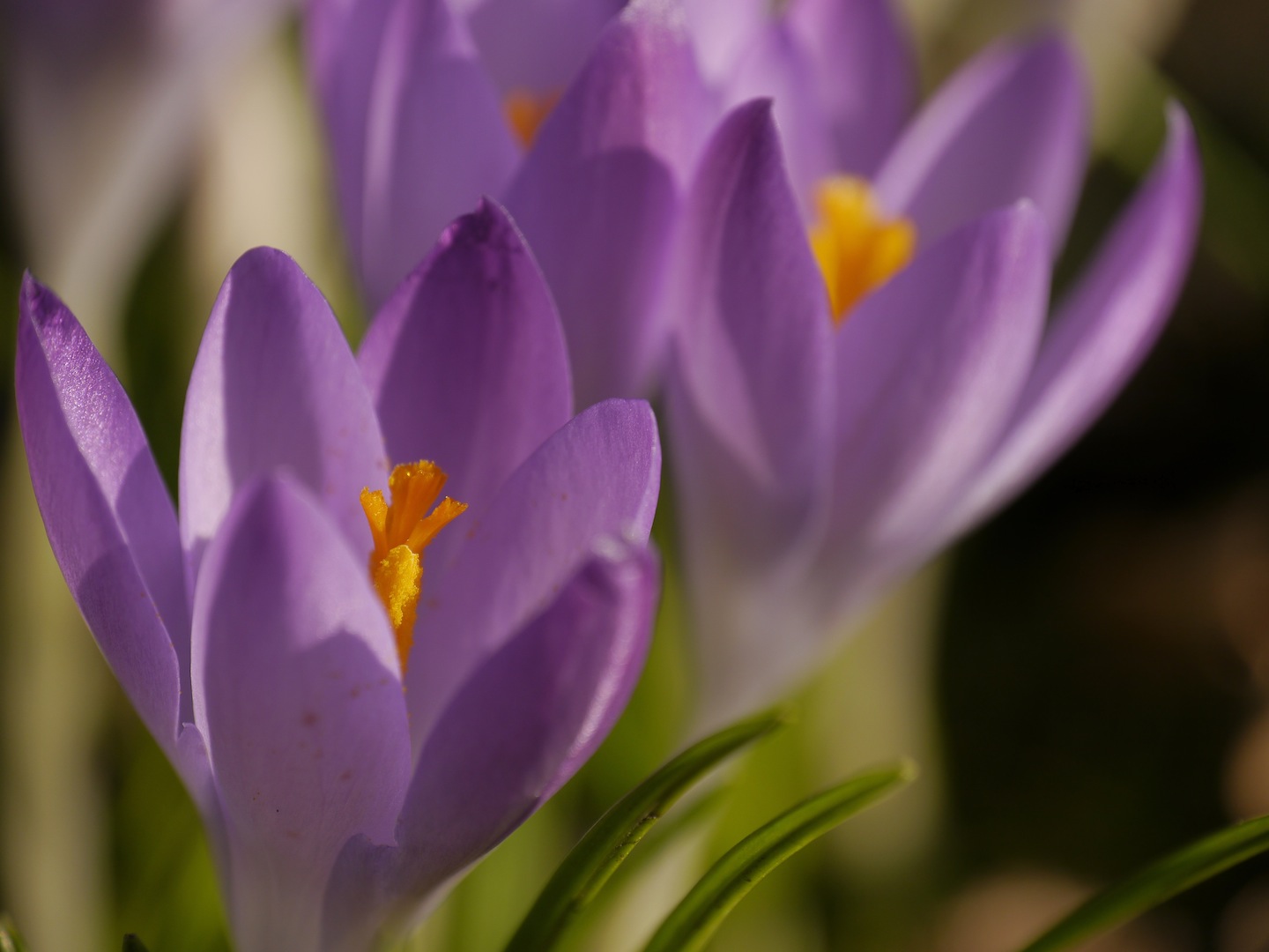 Jesienne krokusy - Mój Piękny Ogród - Ogrody ozdobne, Rośliny, Kwiaty