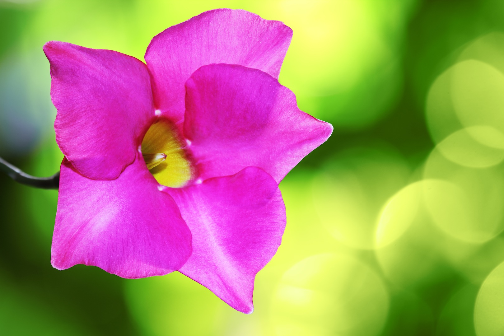 PiO: uprawa kawy, sundevilla bez tajemnic - Mój Piękny Ogród - Ogrody ...