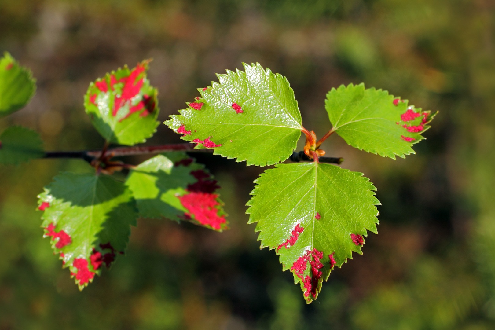 PiO: choroby drzew i krzewów - Mój Piękny Ogród - Ogrody ozdobne ...