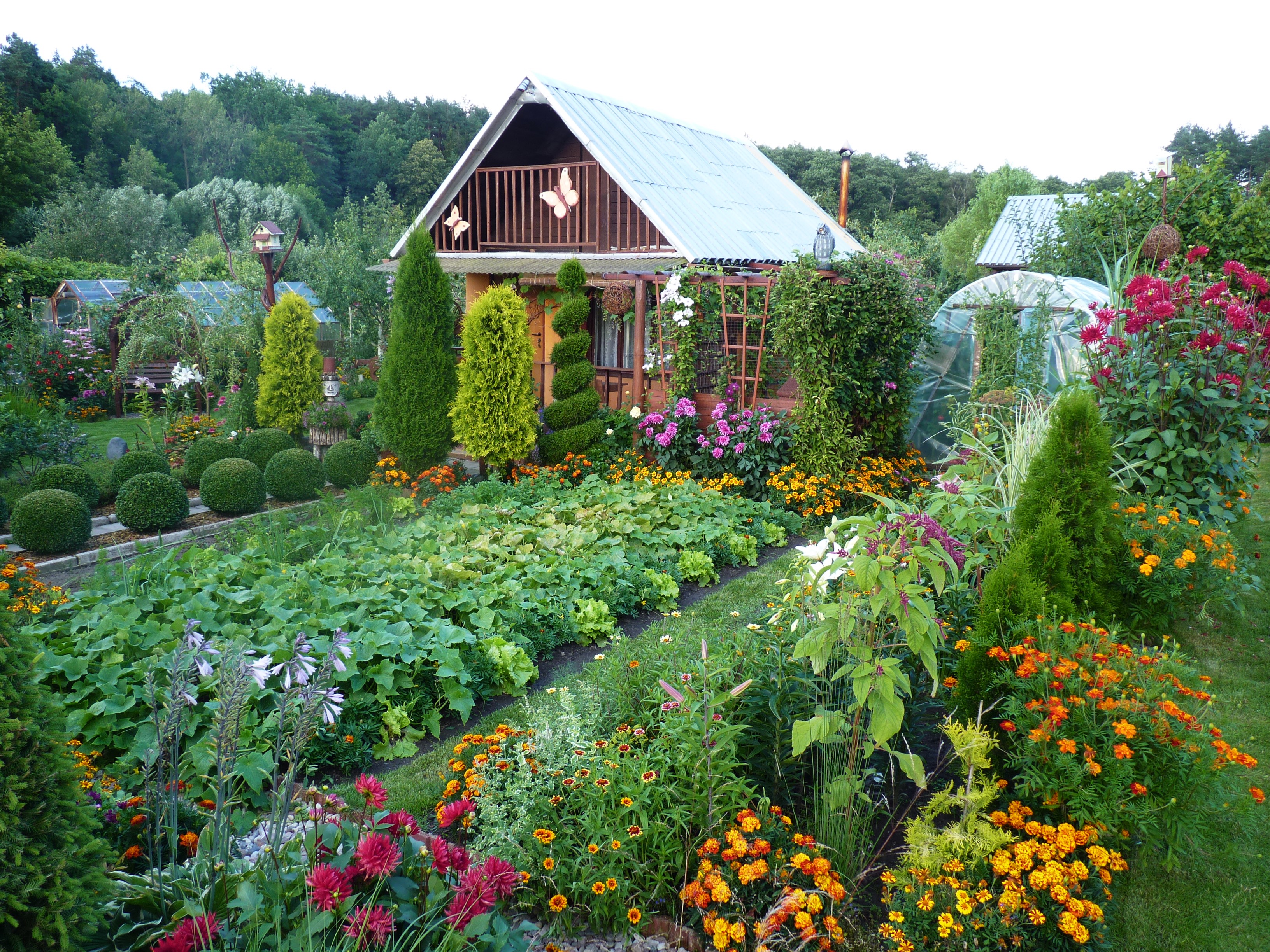 Działka w Leśnej Dolinie - Mój Piękny Ogród - Ogrody ozdobne, Rośliny ...
