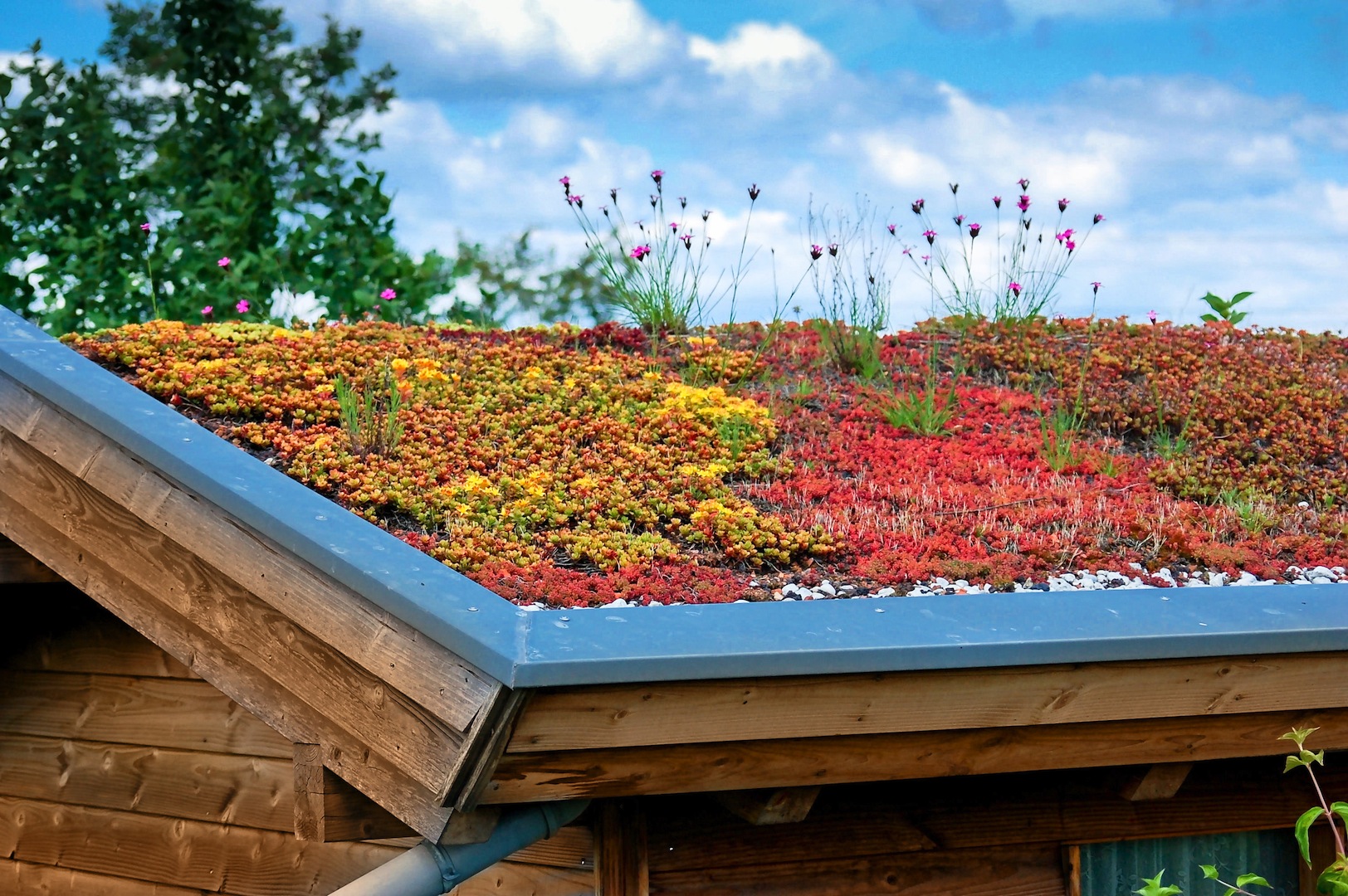 Zielone dachy - Mój Piękny Ogród - Ogrody ozdobne, Rośliny, Kwiaty