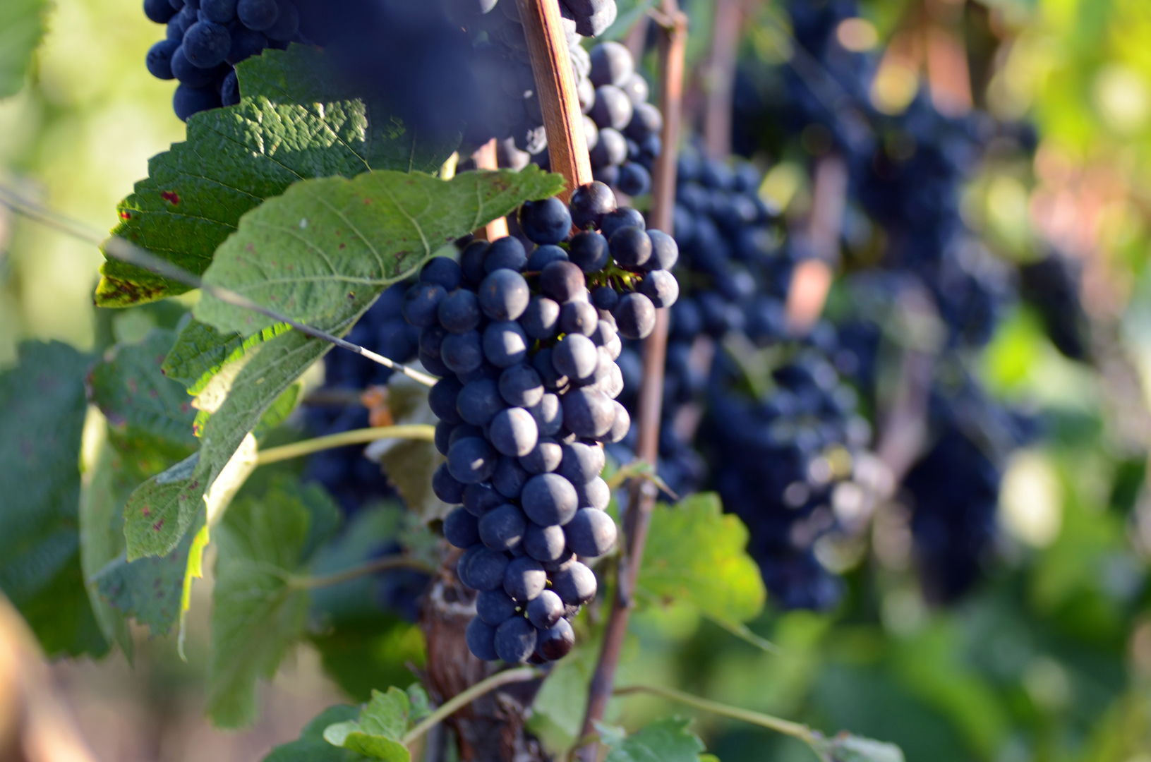 Przepis na Ogród: pielęgnacja winorośli - Mój Piękny Ogród - Ogrody ...