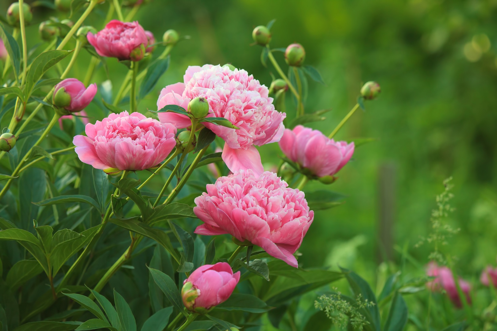Nareszcie kwitną piwonie! - Mój Piękny Ogród - Ogrody ozdobne, Rośliny ...