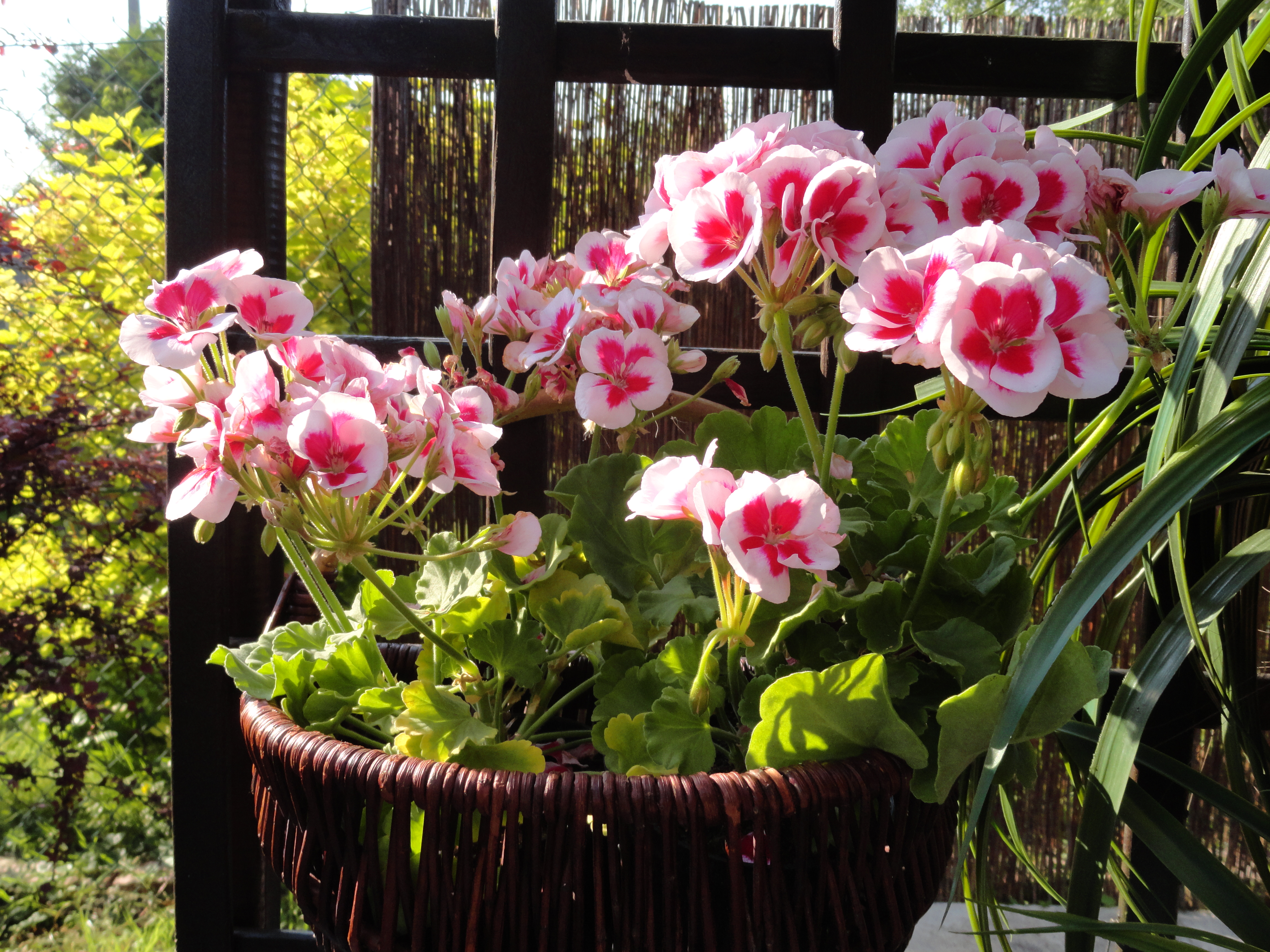 Bo najpiękniejsze... są kwiaty... - Mój Piękny Ogród - Ogrody ozdobne ...