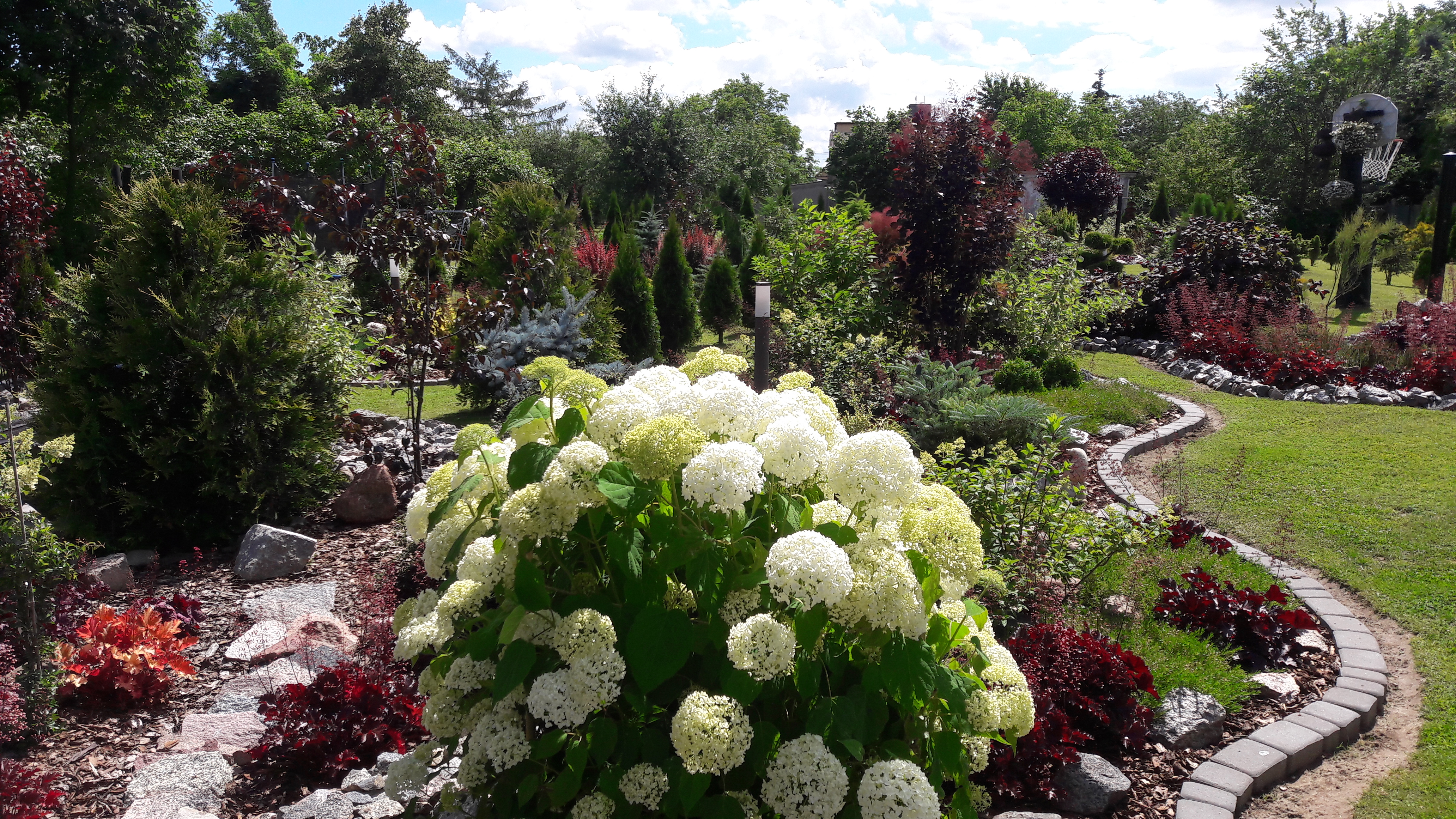 Hortensja - Mój Piękny Ogród - Ogrody ozdobne, Rośliny, Kwiaty