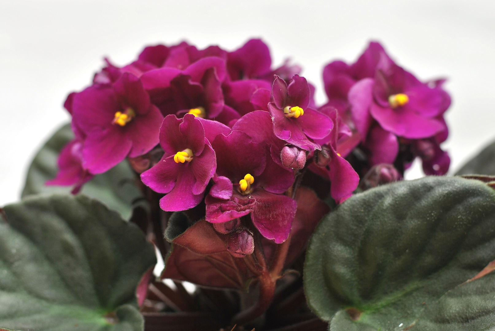 Uprawa i pielęgnacja fiołka afrykańskiego - Mój Piękny Ogród - Ogrody ...