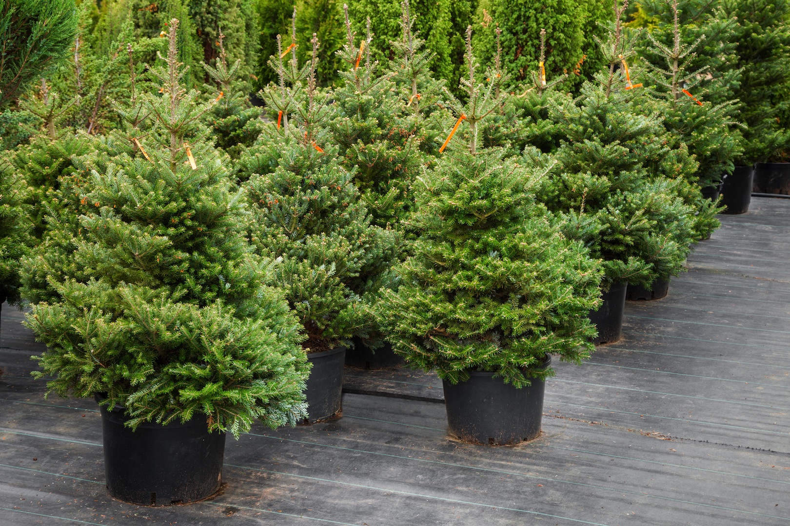 Choinka żywa czy sztuczna? - Mój Piękny Ogród - Ogrody ozdobne, Rośliny ...