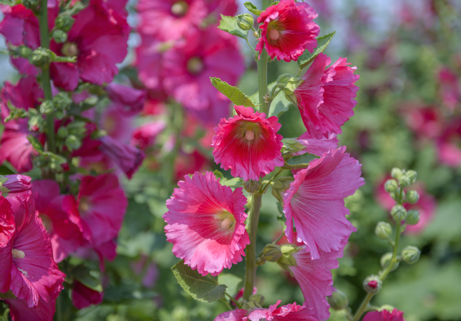 Strzeliste malwy - Mój Piękny Ogród - Ogrody ozdobne, Rośliny, Kwiaty