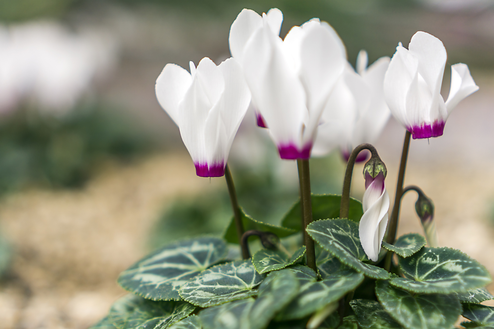 Cyklamen Perski Cyclamenum Persicum - pielęgnacja, ochrona - Mój Piękny ...