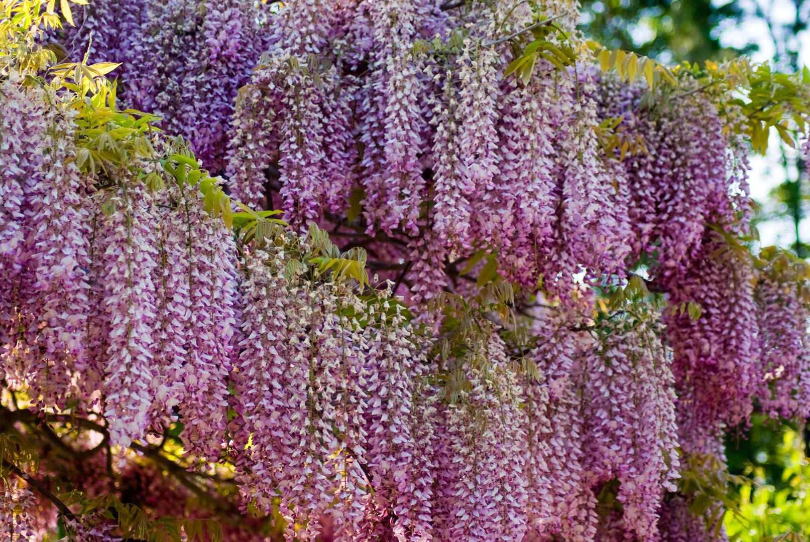Glicynia Wisteria - stanowisko, uprawa, pielęgnacja - Mój Piękny Ogród ...